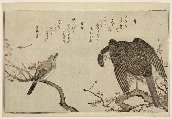Japanese Bird and Flower Prints | RISD Museum