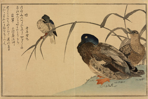 Japanese Bird and Flower Prints | RISD Museum